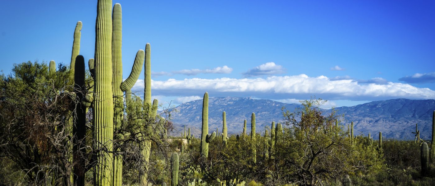 Things to Do in Tucson, Arizona | Discover | Loews Ventana Canyon